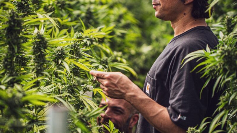 Full Moon Farms - Humboldt Family Farms